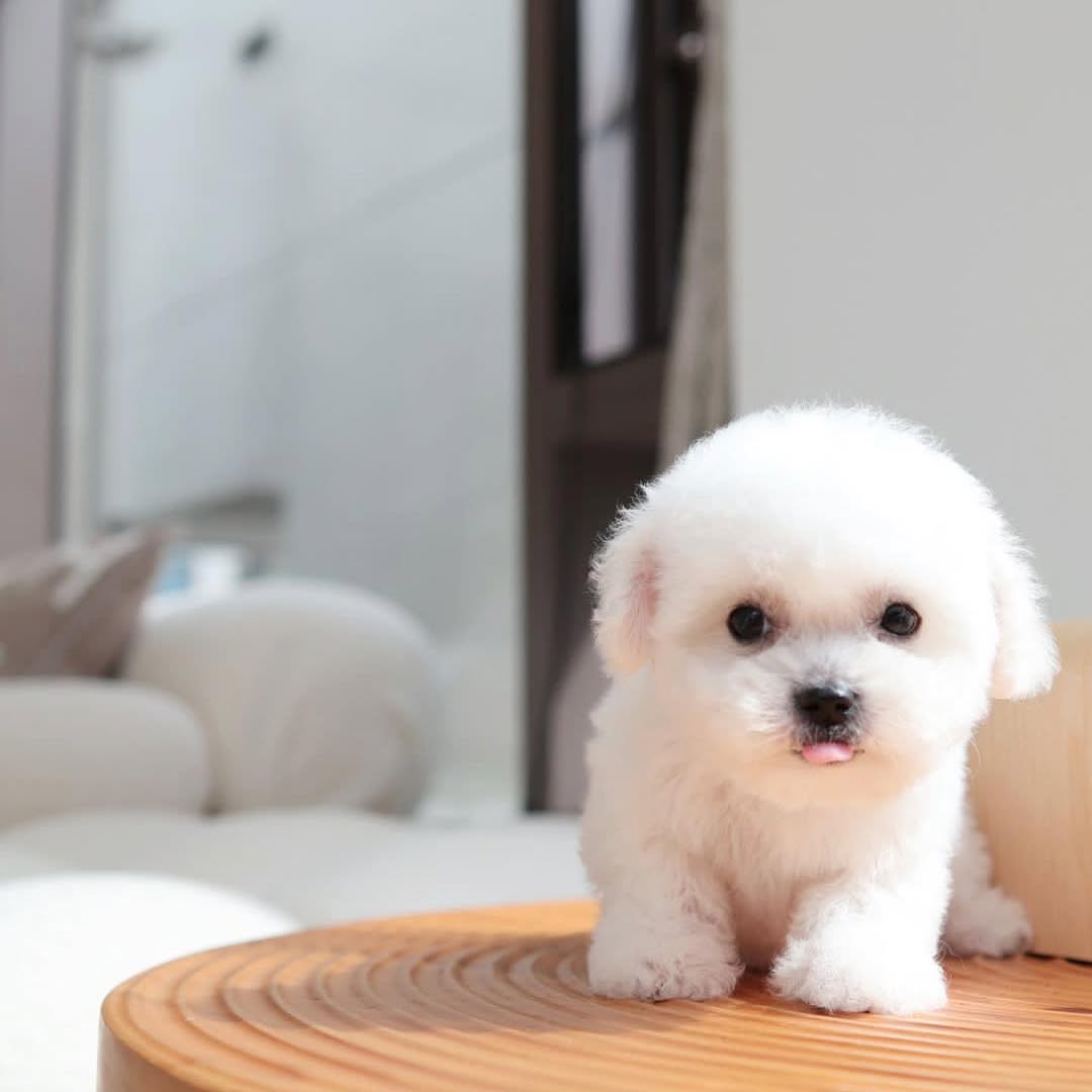 Snoopie – Der interaktive Roboter-Welpe, der Herzen stiehlt – Venzani ...